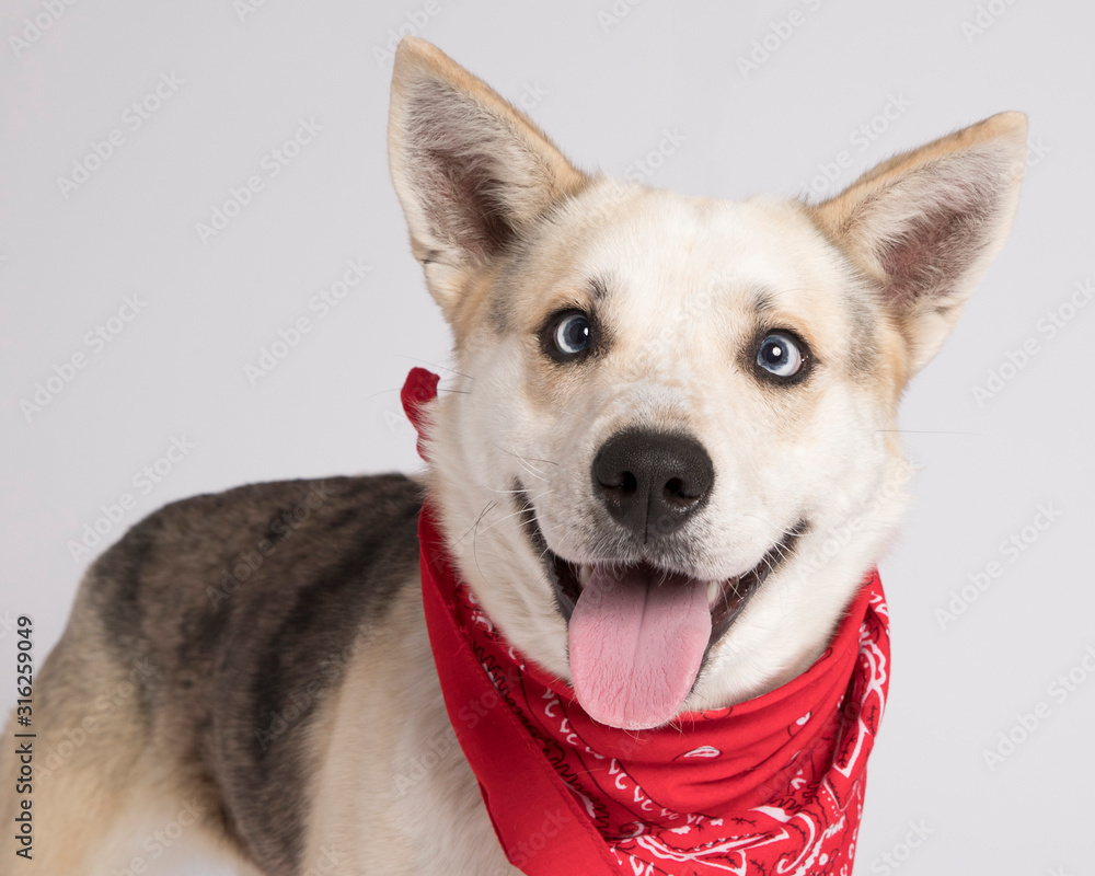 Intelligent cross-eyed mutt with lots of personality photographed with ...