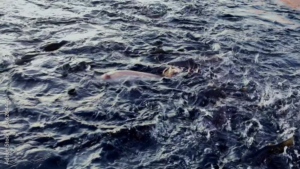 Vidéo Stock crowd of hungry black trout fish feeding at farm. group ...
