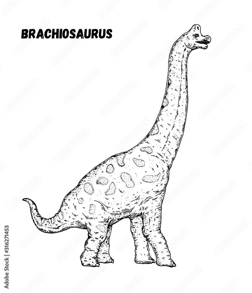 Brachiosaurus dinosaur hand drawn sketch. Vector illustration ...