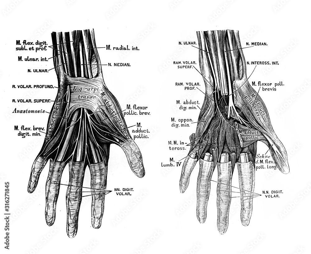 The illustration of nerves in the palm of hand in the old book die ...