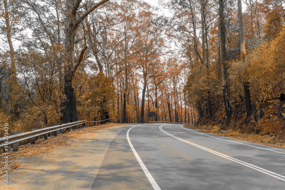A burnt road sign on a country road amongst severely burnt Eucalyptus ...