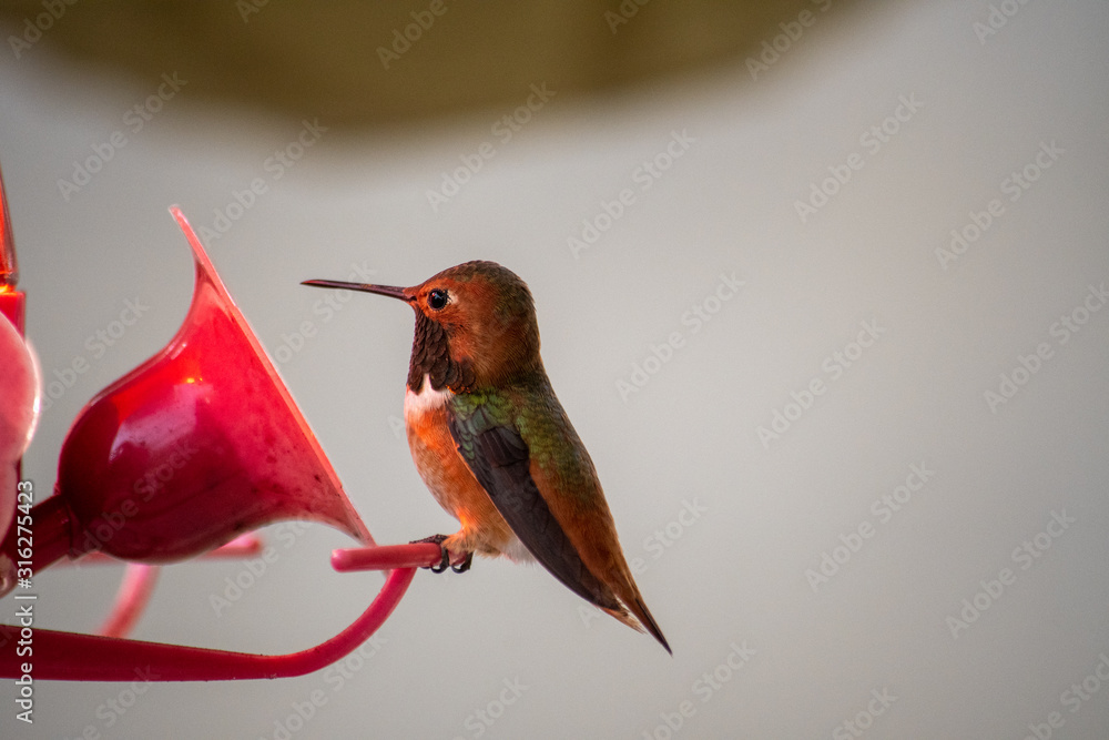 Rufous Hummingbird (Selasphorus rufus) at a bird feeder with light ...