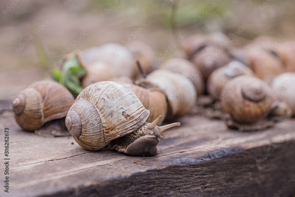 Foto de bunch of hand-picked grape snails, summer day in garden. Grape ...