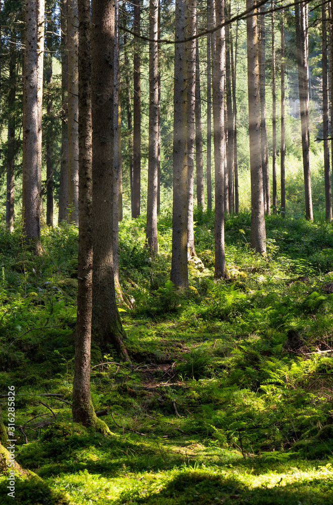 Wald Stock Photo | Adobe Stock