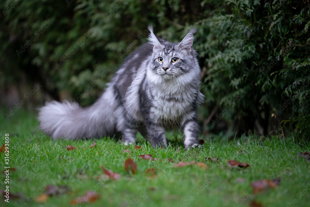 Silver Tabby Cat Outside