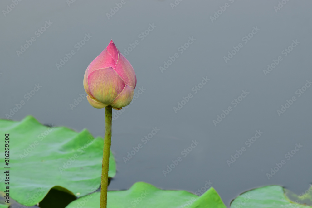 Pink lotus flower In the pool, began to bloom in a beautiful nature ...