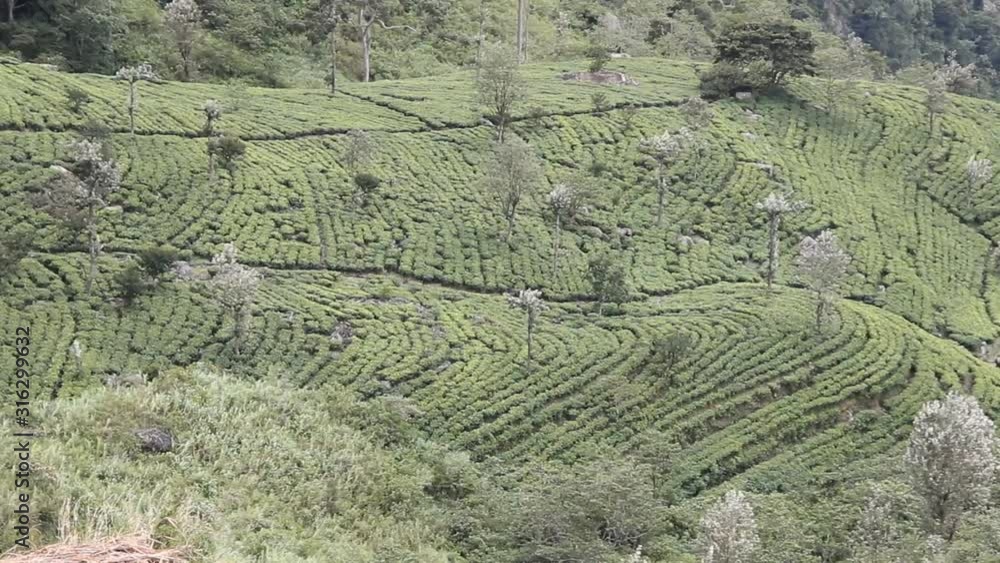 Ceylon tea (orange pekoe at Camellia sinensis) plantations on mountain ...