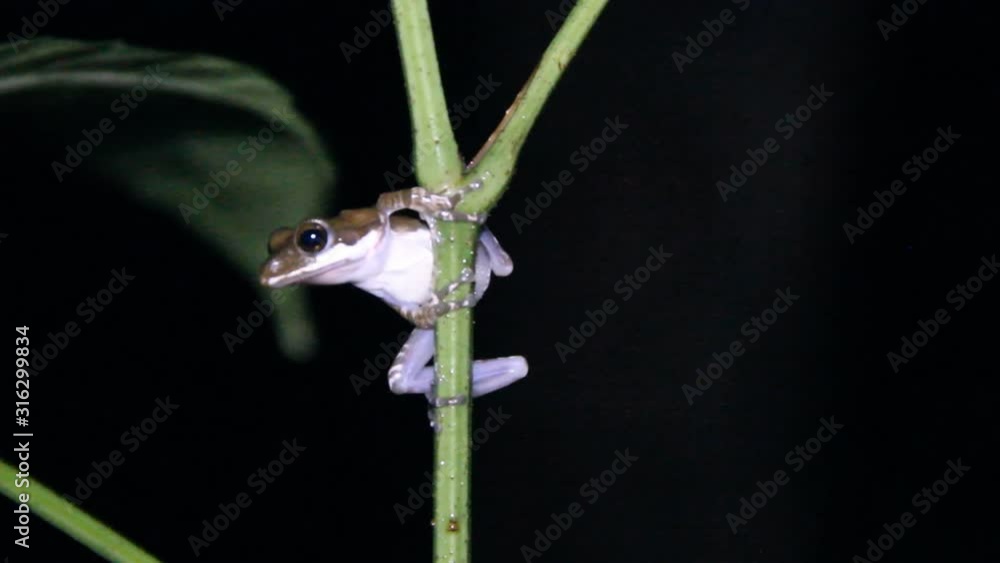 Whipping frog, montane hour-glass tree-frog. Sri Lanka, Haggala ...