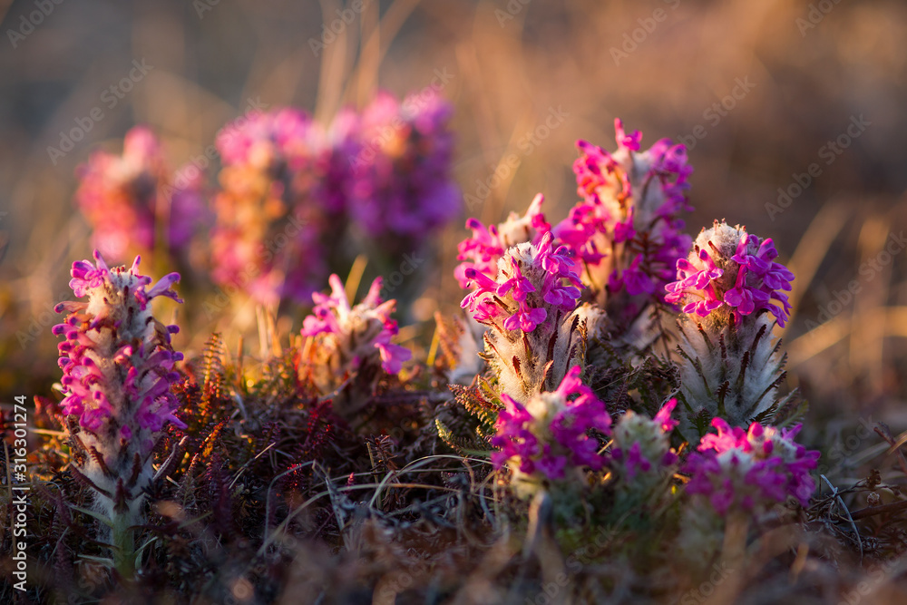 Pink Arctic Tundra