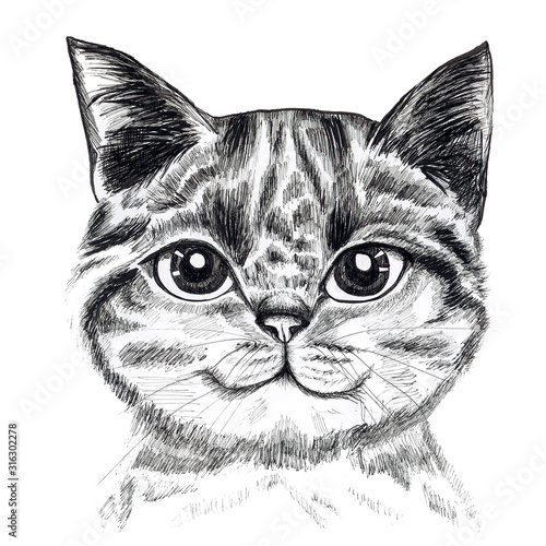 How To Draw A Realistic Cat Face