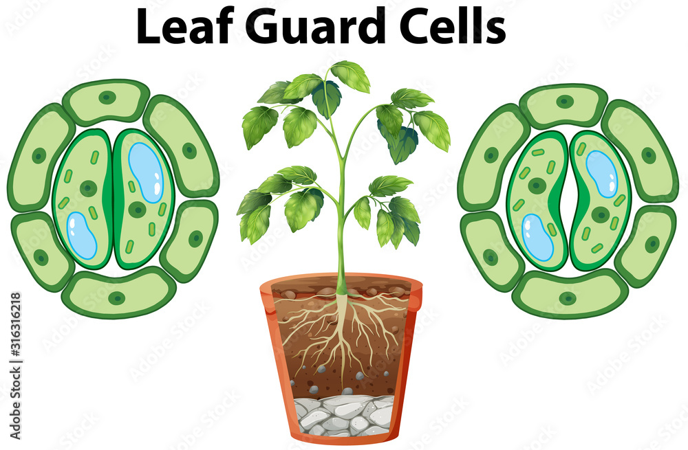 Diagram showing leaf guard cells on isolated background Stock Vector ...