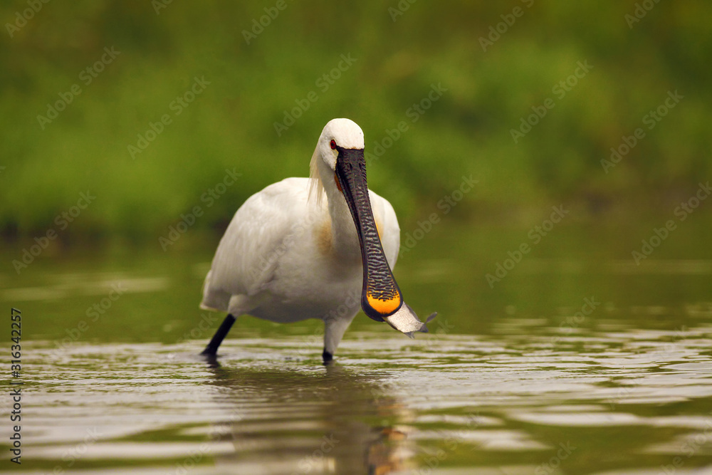 Eurasian Spoonbill or Common Spoonbill (Platalea leucorodia) with a ...