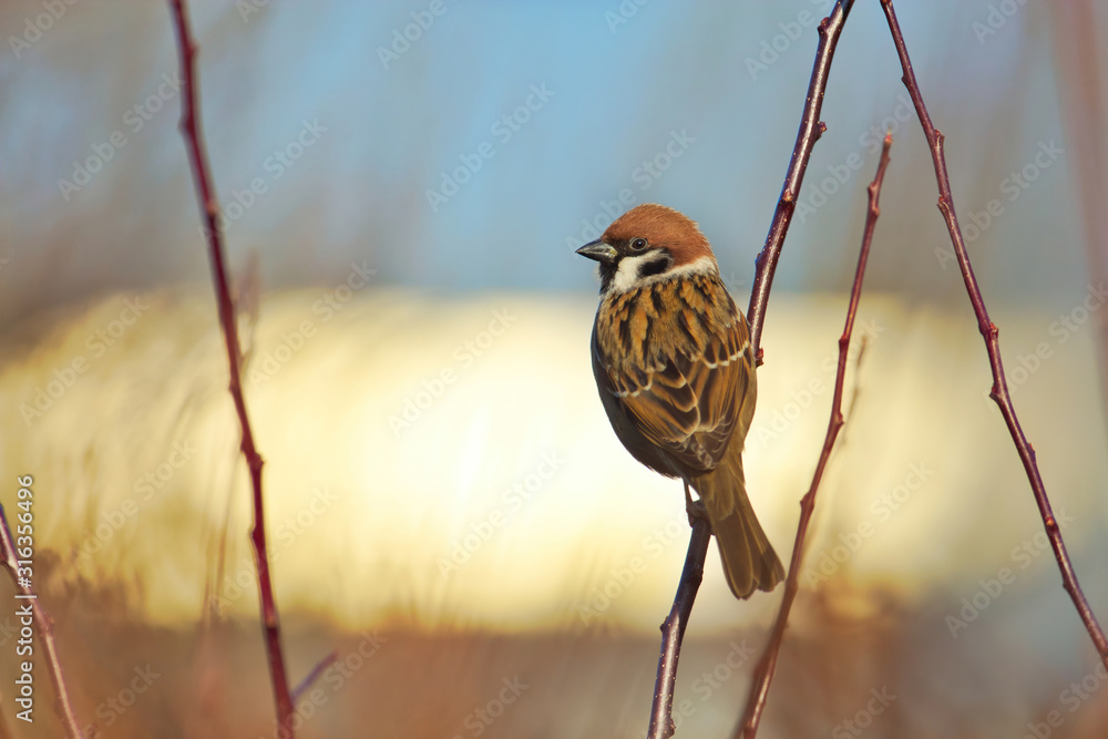 Ein Feldsperling oder Spatz sitzt in schöner Porträt Pose im Winter bei ...