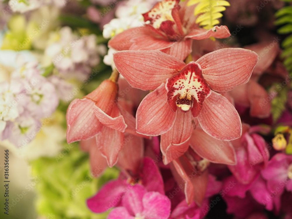 Red orchids Vanda with water droplets in Bush variety, Bulbophyllum ...