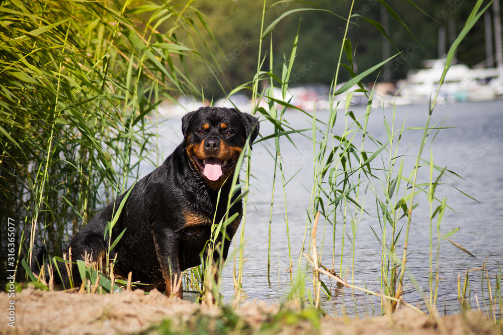 How To Play With A Rottweiler
