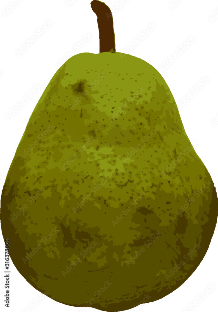 Drawing, illustration of an isolated pear. Pear wallpaper. Realistic ...