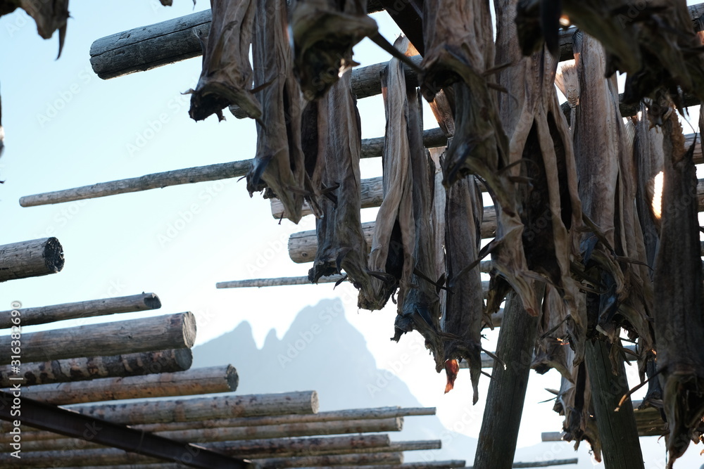 typical lofoten islands cod fish, traditional fish, dry, stockfish ...