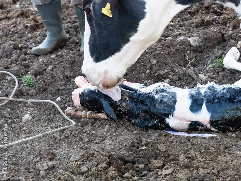 mom cow cleans the calf of the placenta immediately after giving birth ...