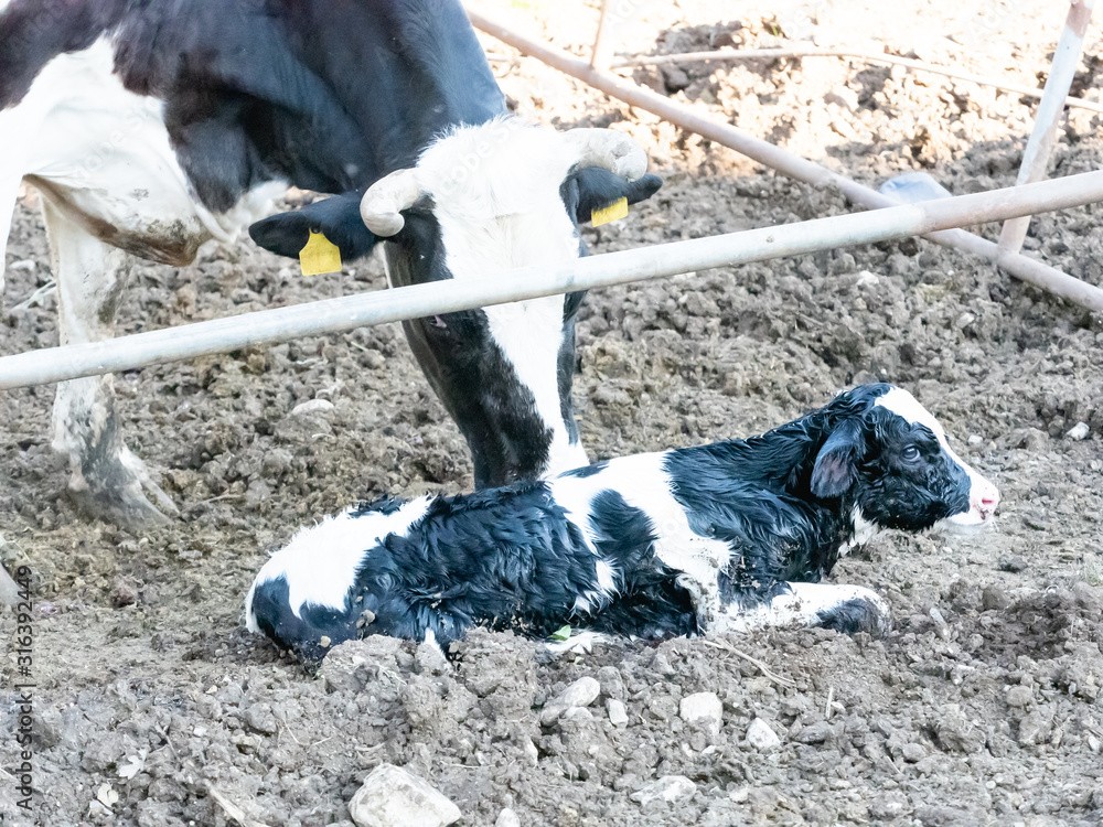 mom cow cleans the calf of the placenta immediately after giving birth ...