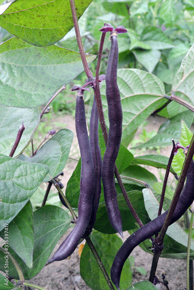 Black Beans Growing Garden