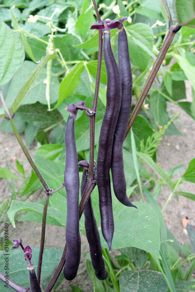 Black Bean Plant