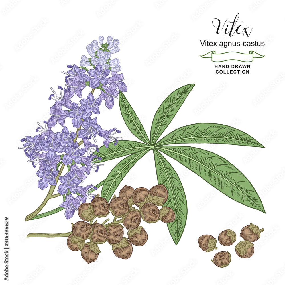 Vitex tree branch with flowers, leaves and fruits. Vitex agnus-castus ...