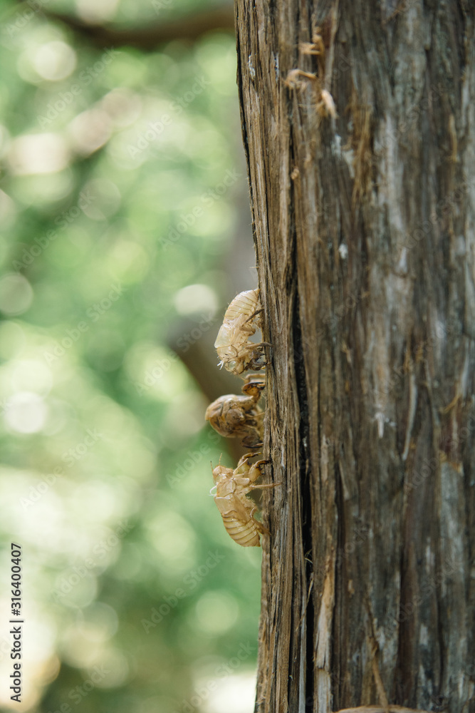 Cicada insect stick on tree. Macro cicadas molting. Insect molting ...