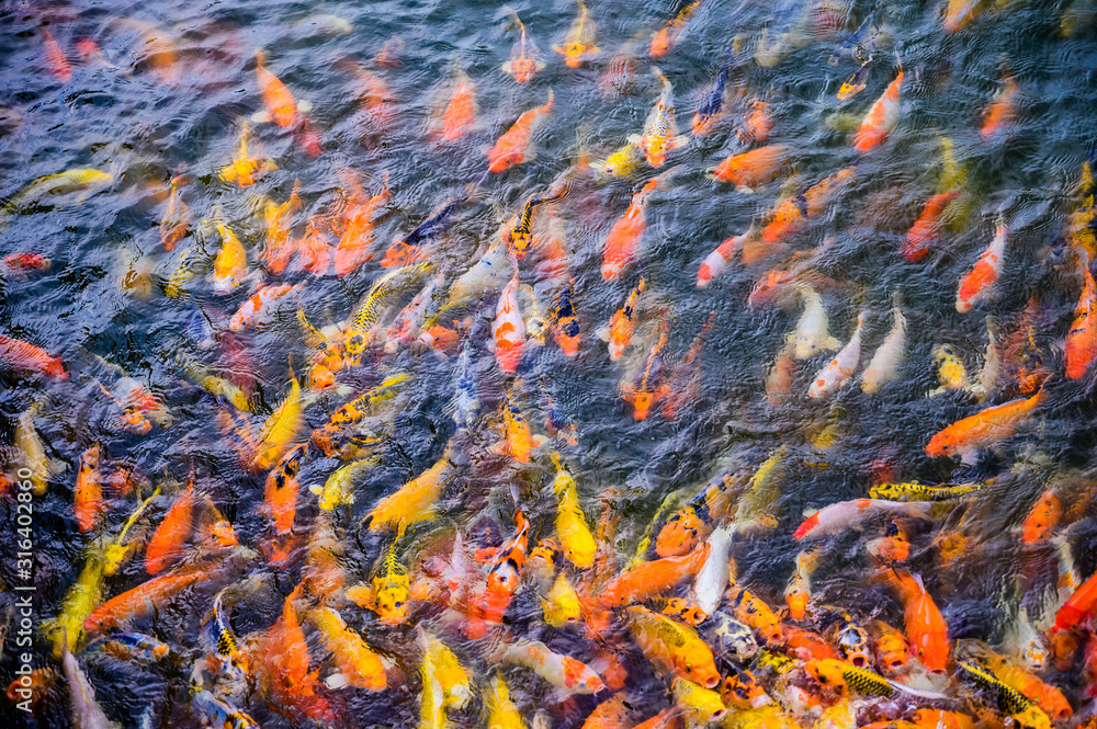 Colorful fancy carp fish, Japan Koi fish swimming in a ponds Stock ...