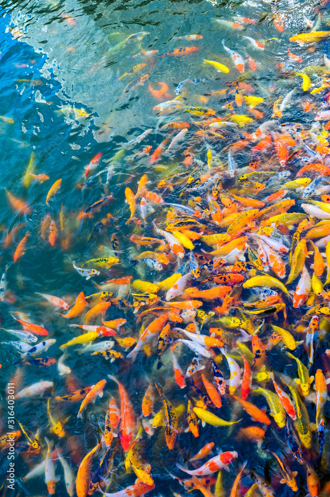 Colorful fancy carp fish, Japan Koi fish swimming in a ponds Stock ...