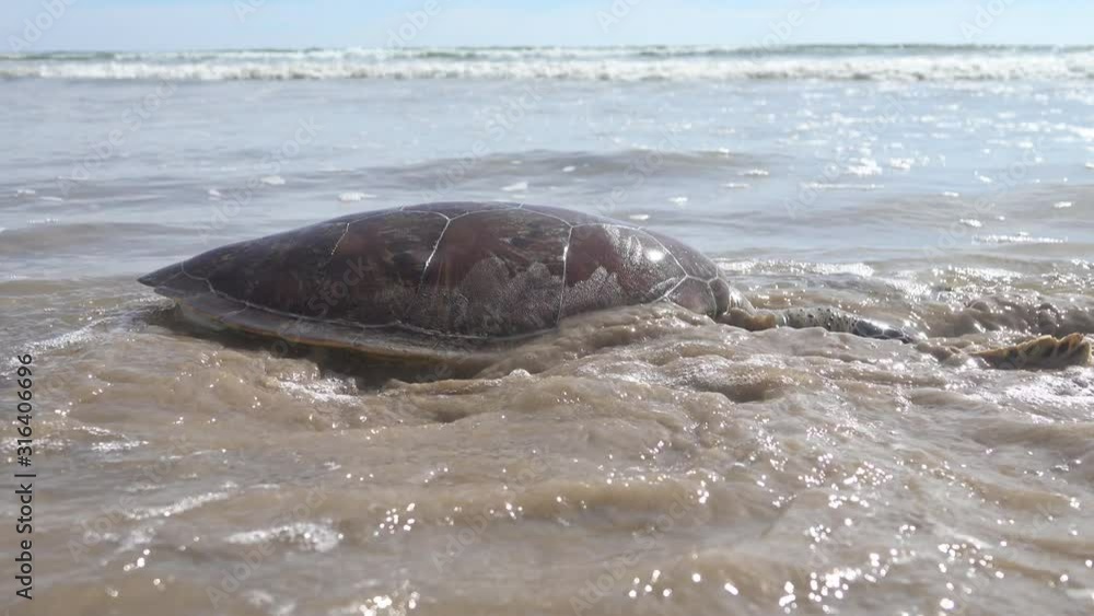 Vidéo Stock This sea turtle - Loggerhead turtle (Caretta caretta) is ...