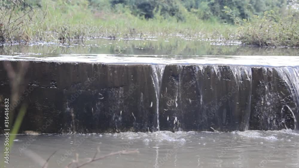 Vidéo Stock These small fish try to jump over a small waterfall in the ...