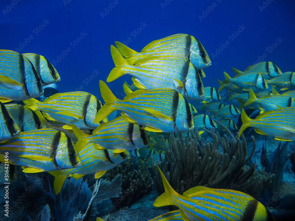 Cardumen peces Arrecife Alacranes Stock Photo | Adobe Stock
