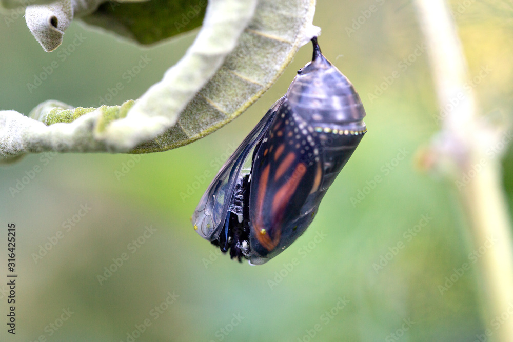 Monarch butterfly in chrysalis Stock Photo | Adobe Stock