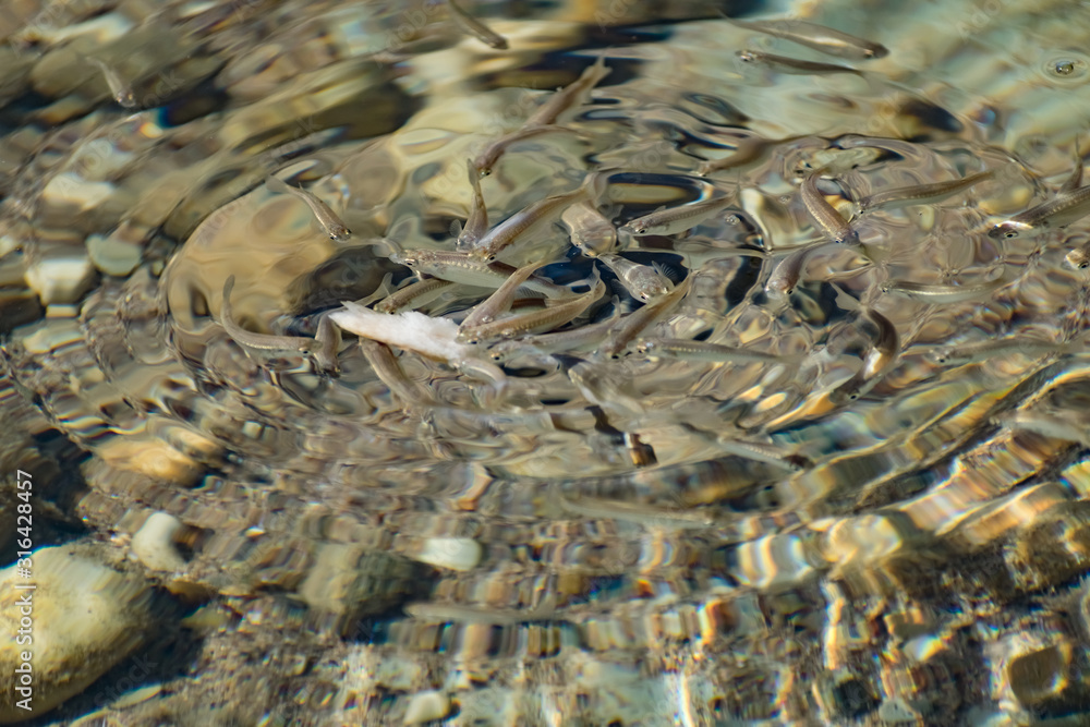 Small, nimble and bright-eyed sea fish swim in the sea, in salt water ...