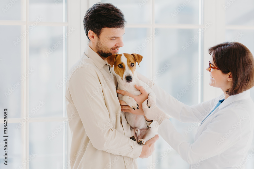 Animal care and diagnosis concept. Shot of vet, dog owner and jack ...