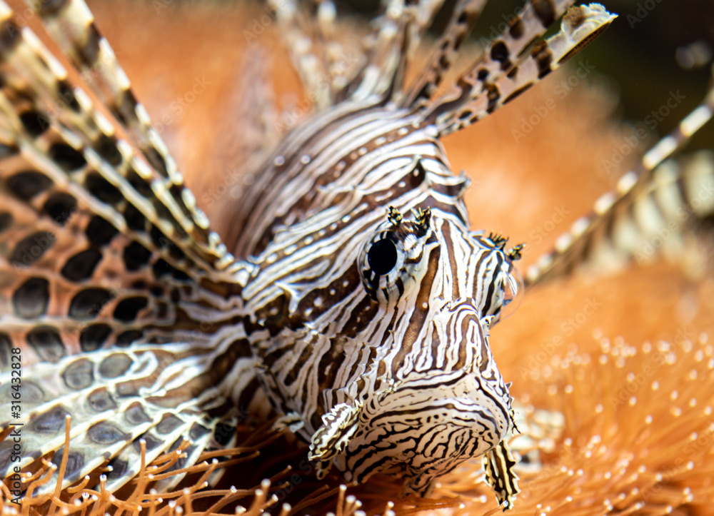 lion fish and coral in an aquarium Stock Photo | Adobe Stock