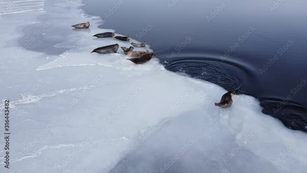 Seals (spotted seal, largha seal, Phoca largha) laying on the edge of ...