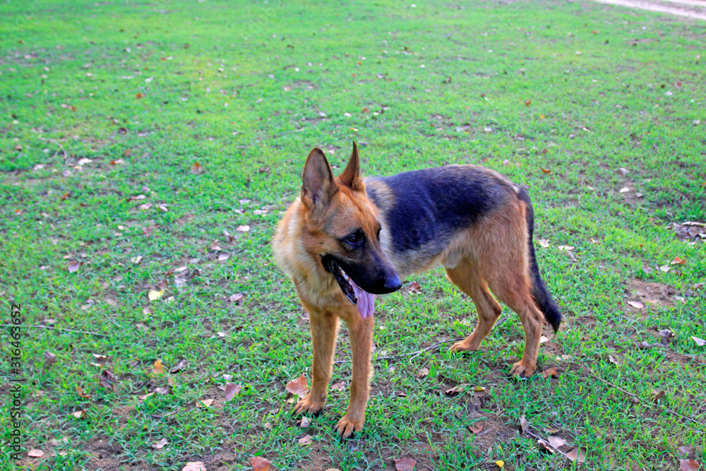 Shepherd, animals, pets, domestication, gentle, fierce, robust, lovely ...