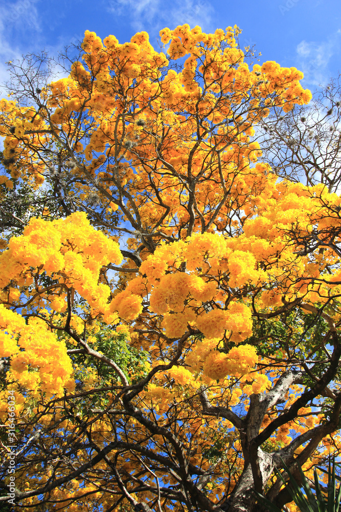 Yellow blossom in spring Tabebuia chrysantha or Araguaney the National ...
