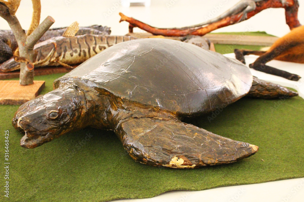 Stuffed turtle. stuffed animal on top of branch. stuff to fill the skin ...