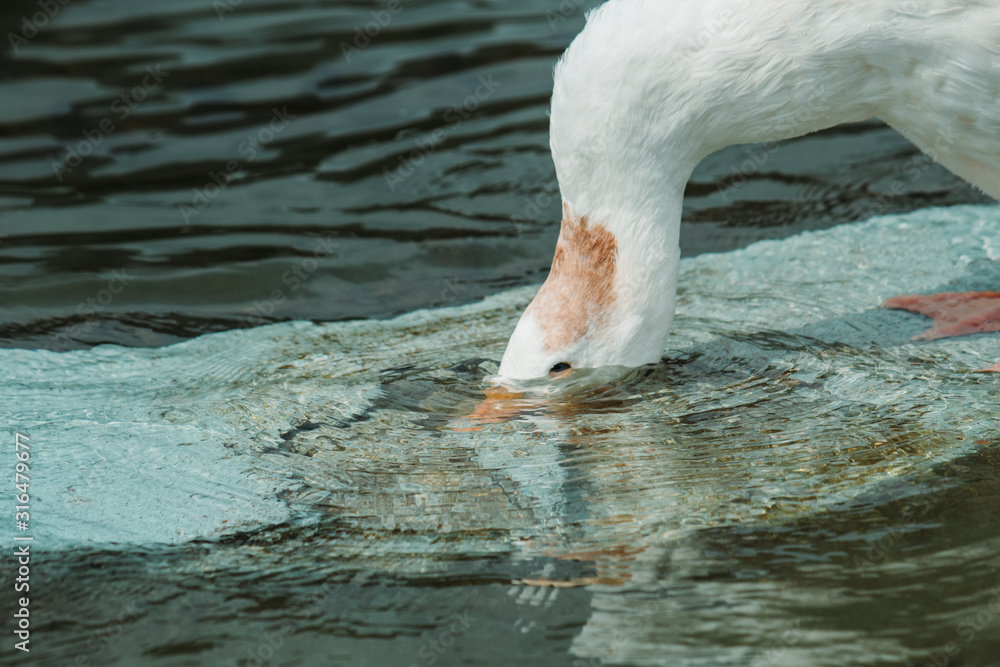 Inside Of A Goose Mouth