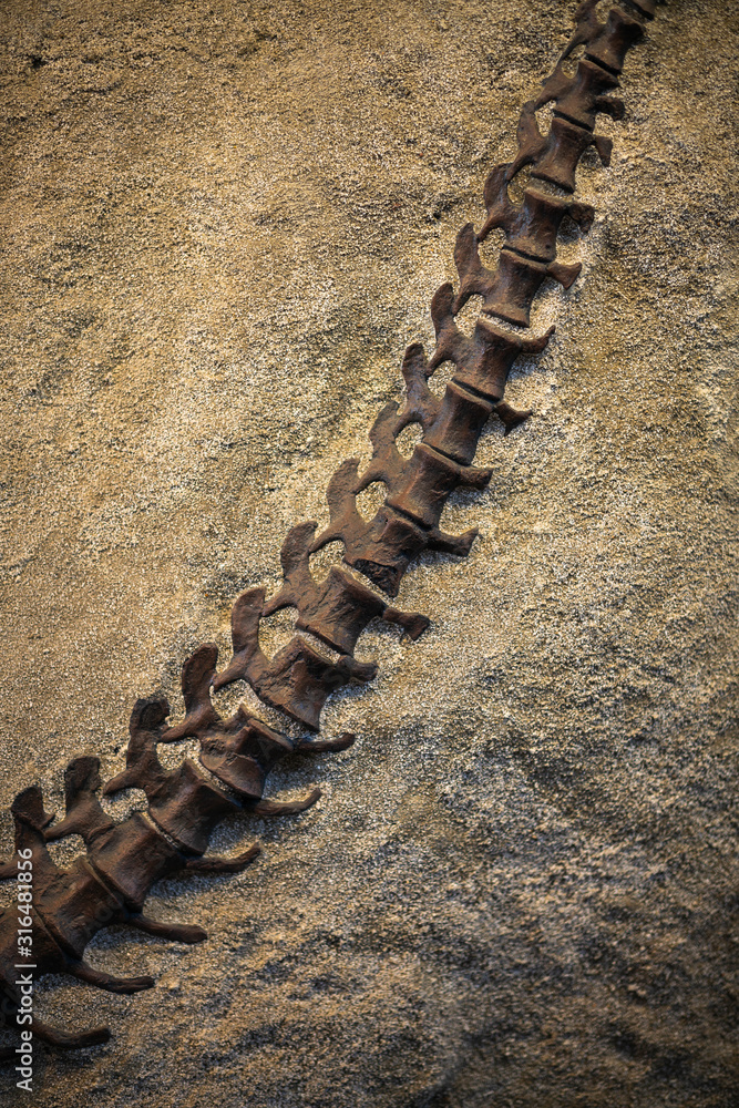 Prehistoric Dinosaur Bones on Display in Large Quarry Stock Photo ...