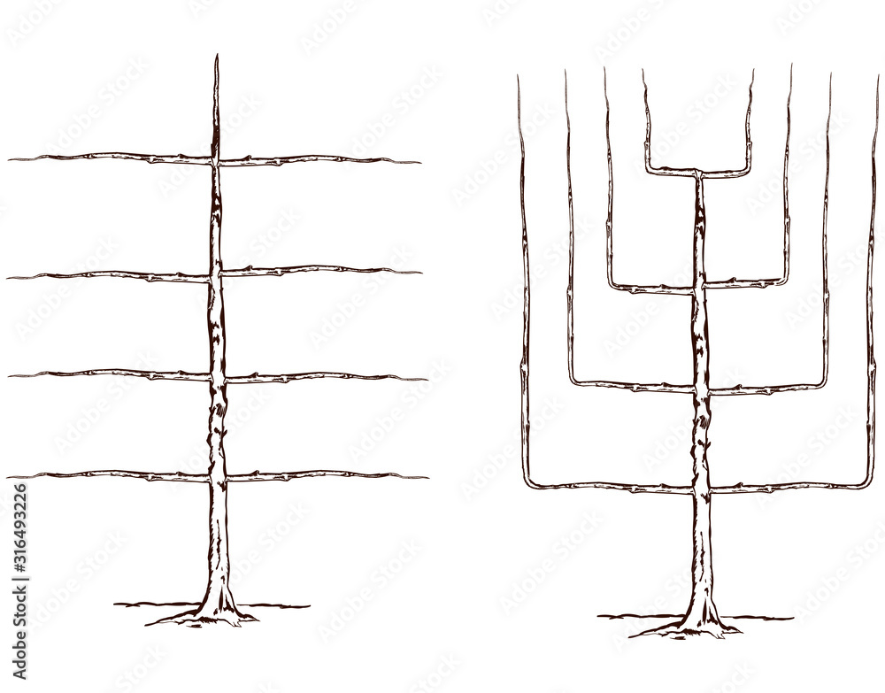 Growing and pruning espalier fruit tree, vintage line drawing or ...