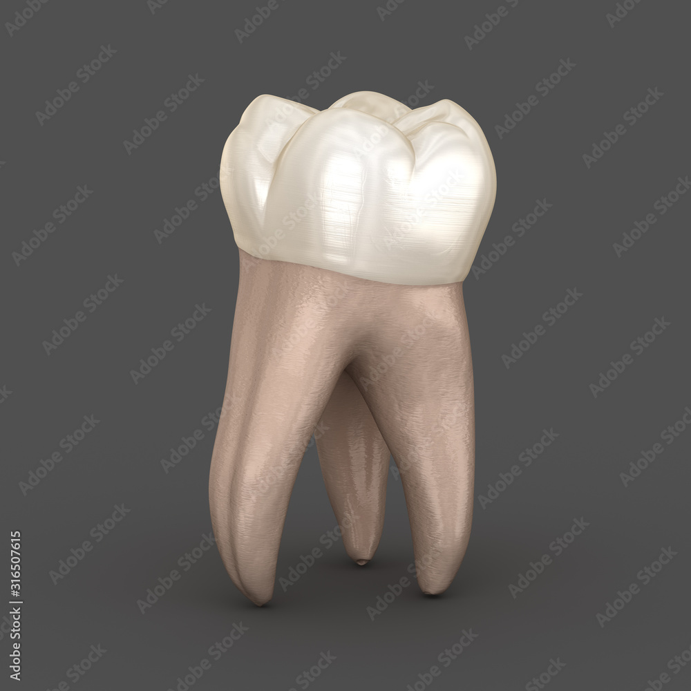 Dental anatomy - First maxillary molar tooth. Medically accurate dental ...