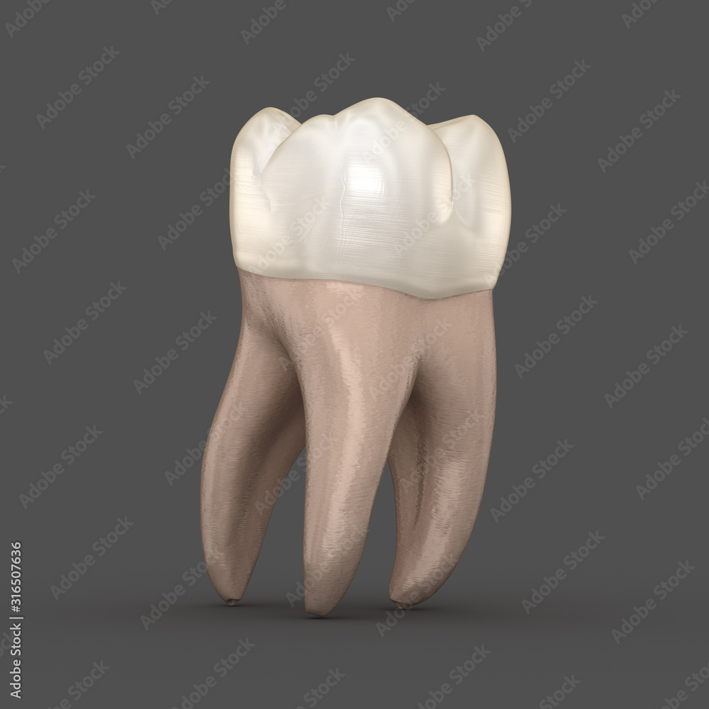 Dental anatomy - First maxillary molar tooth. Medically accurate dental ...