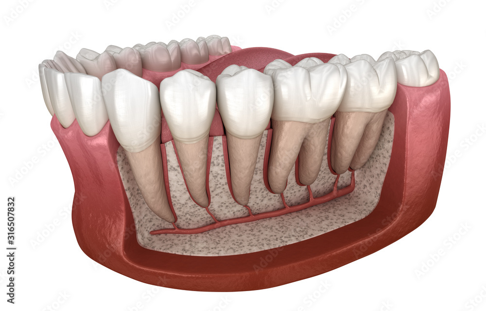 Dental Root anatomy of mandibular human gum and teeth, x-ray view ...