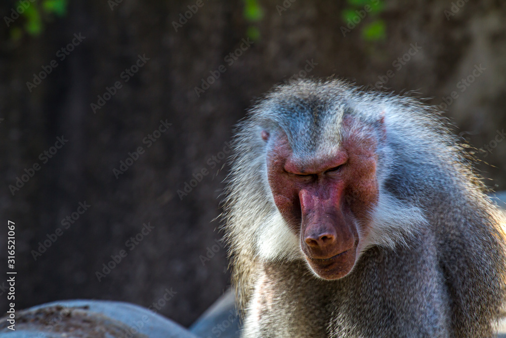 Angry Male Baboon