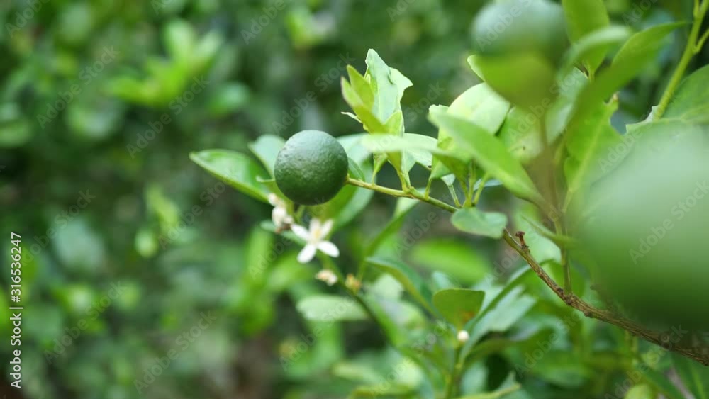 Calamansi, also known as calamondin or Philippine lime, is an ...