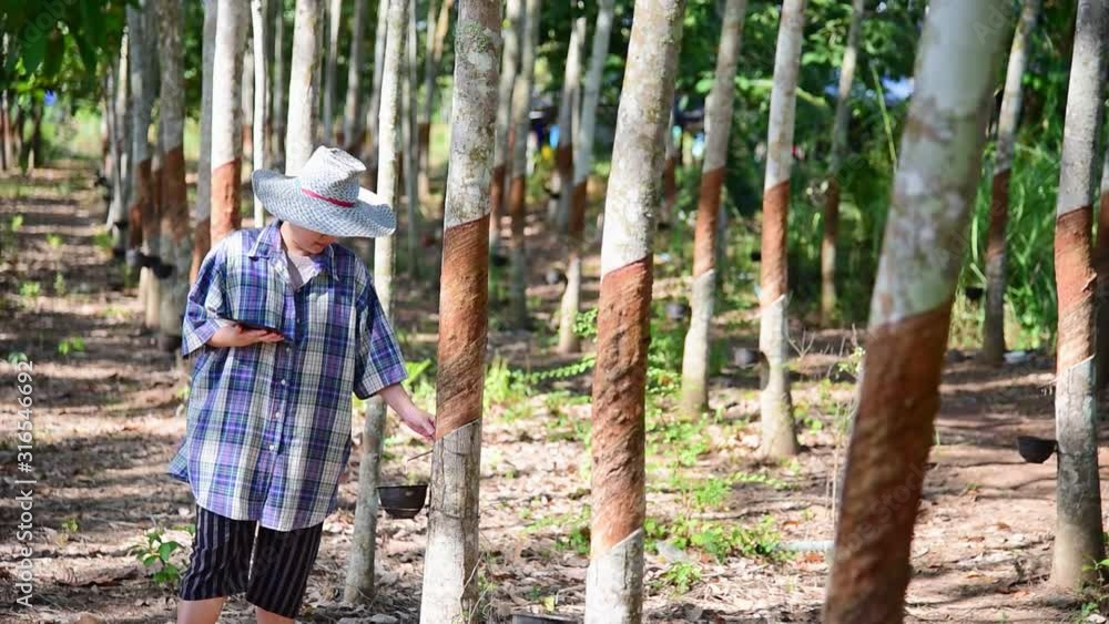 Asian woman smart farmer agriculturist happy at a rubber tree ... Asian woman smart farmer agriculturist happy at a rubber tree ...