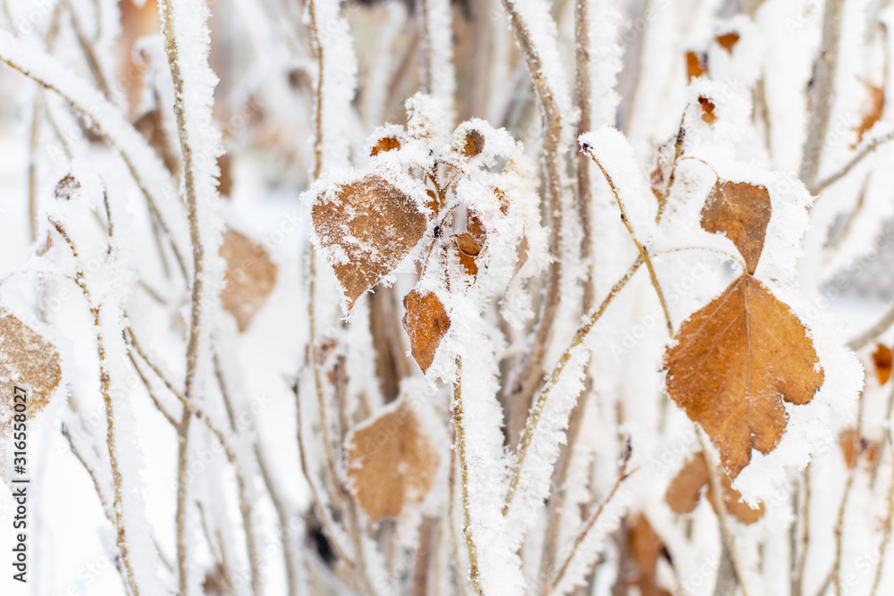 A Tree Branch With Dry Yellowed Leaves Is Covered With Hoarfrost And A Tree Branch With Dry Yellowed Leaves Is Covered With Hoarfrost And